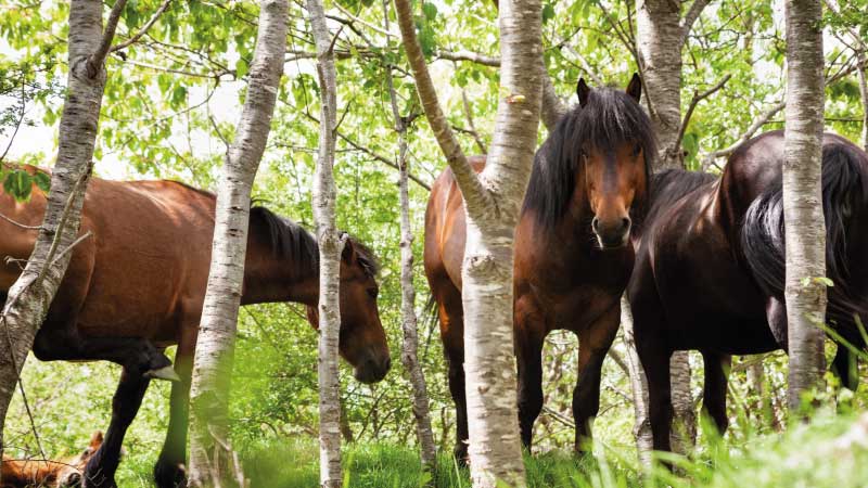Horseback Riding Jungle & Cenote - Tulum Adventures