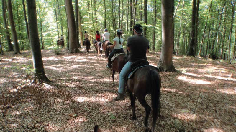 Horseback Riding Jungle & Cenote - Tulum Adventures